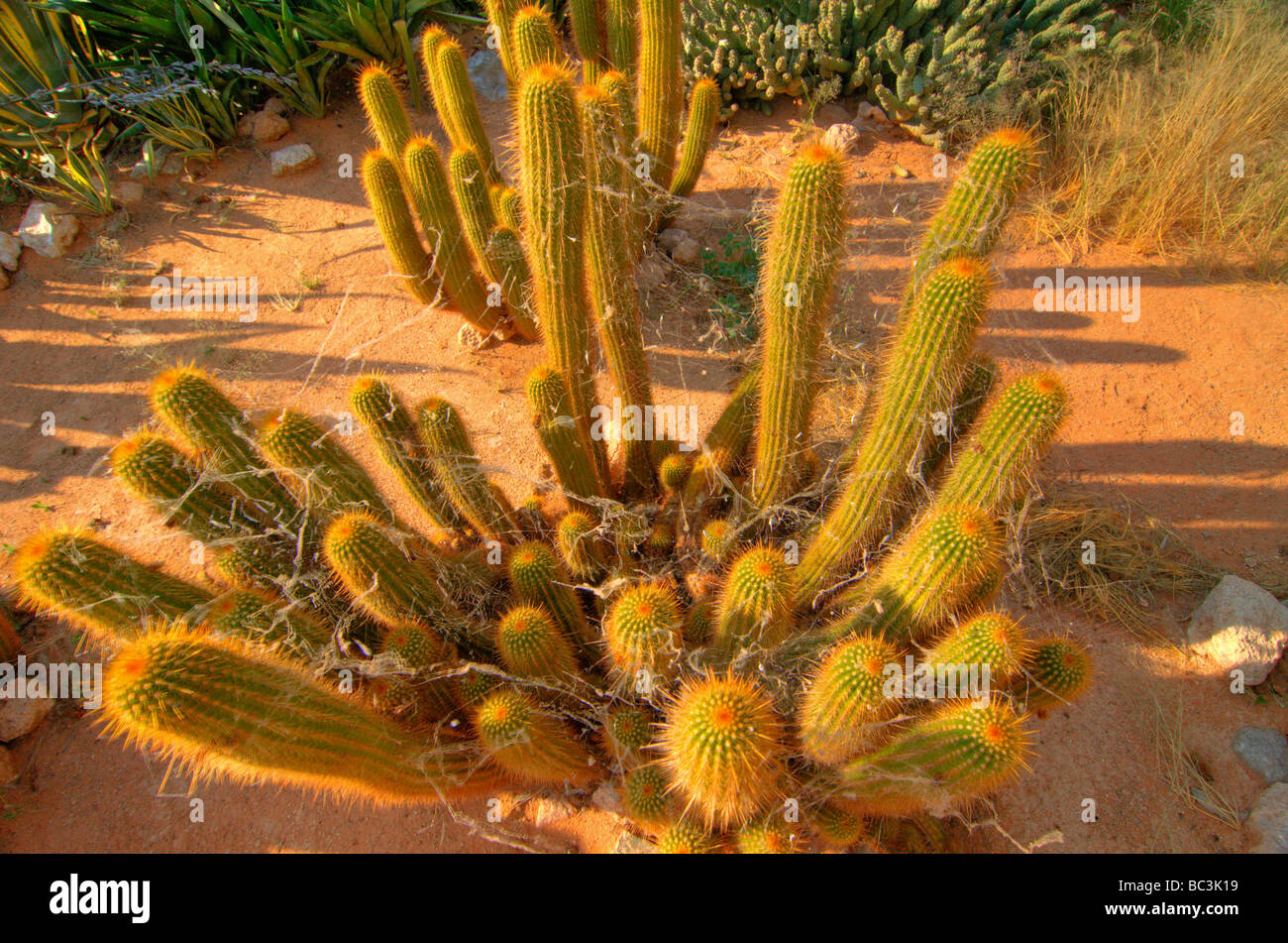 desert cactus in morning light in Solitaire Namibia Stock Photo - Alamy
