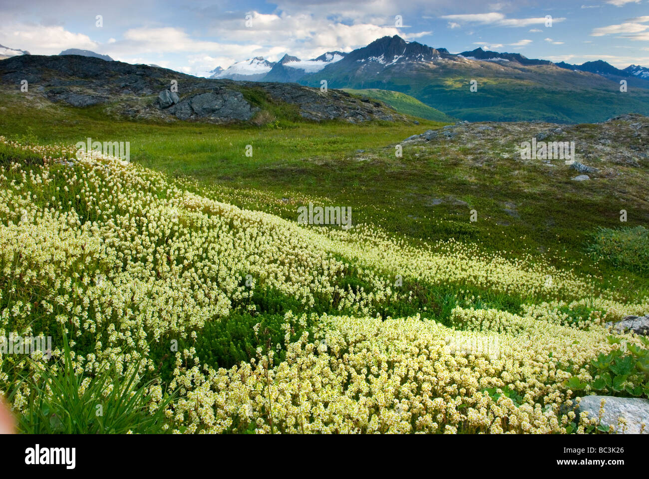 Alpine meadows carpeted with Partridge Foot Luetkea pectinata in the ...