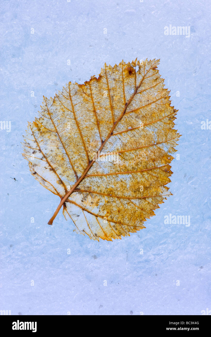 Decayed leaf laying on the ice of the Kennecott Glacier Wrangell St ...