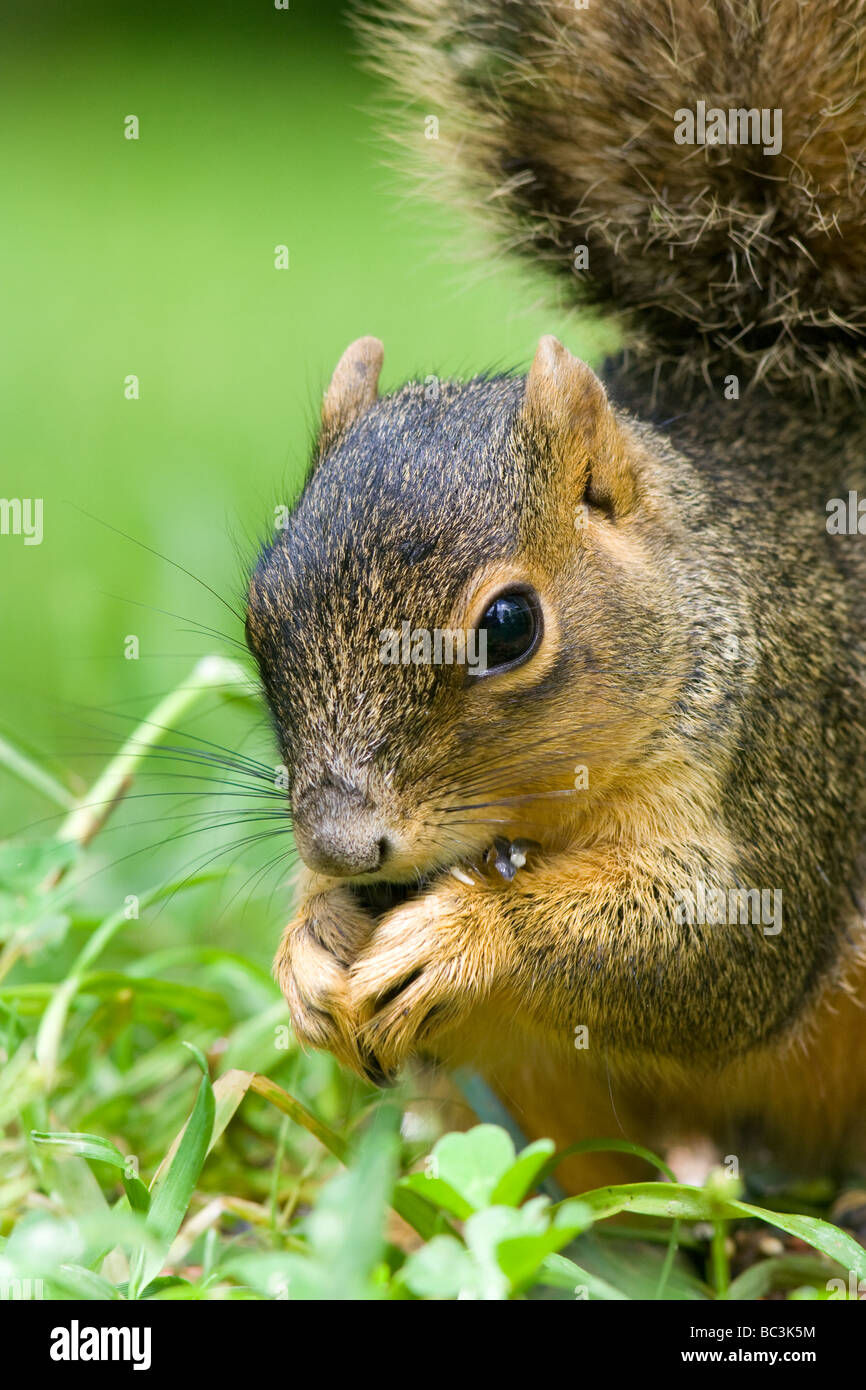 Eastern fox squirrel eating hi-res stock photography and images - Alamy