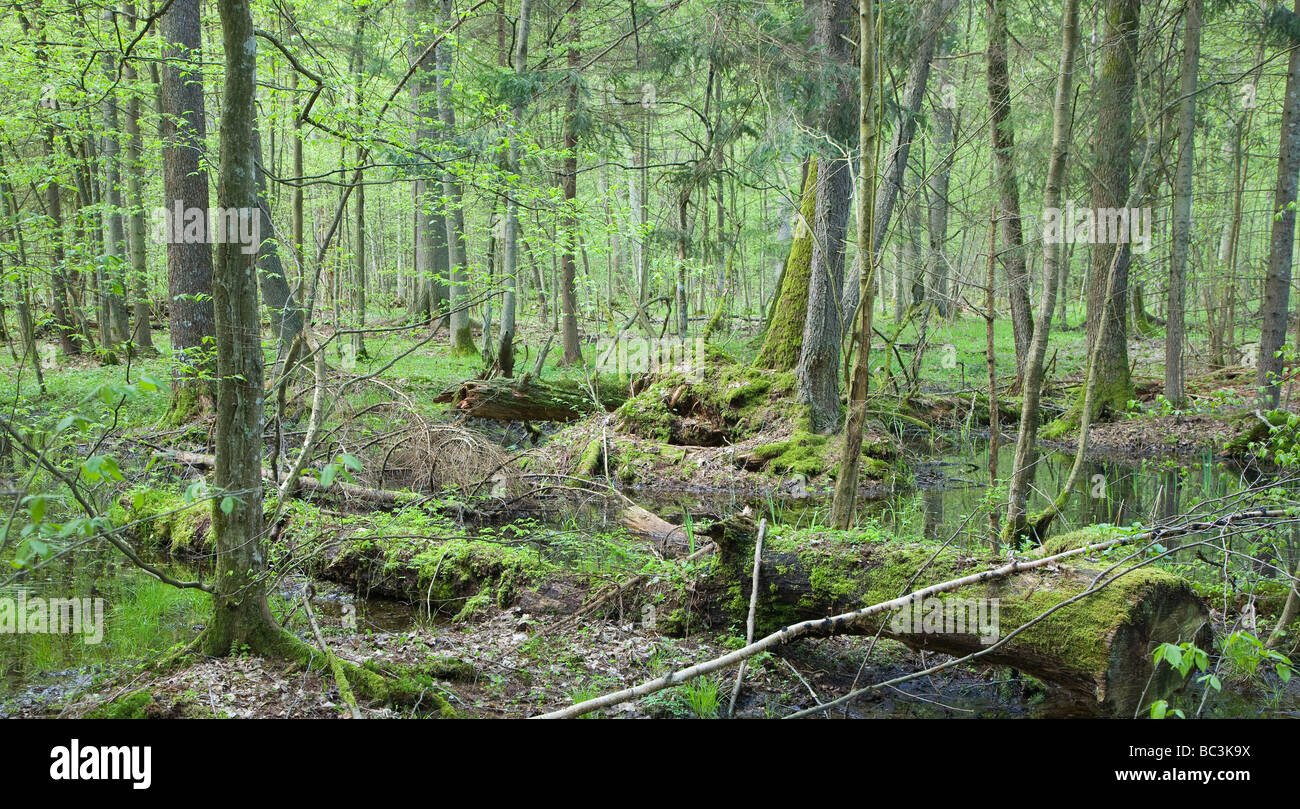 Springtime alder bog stand of Bialowieza Forest Landscape Reserve Stock ...
