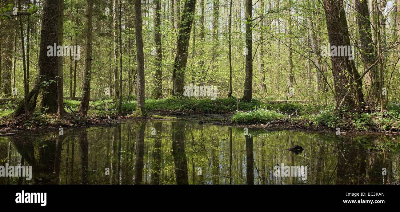 Springtime alder bog forest with small pond under shady canopy of stand ...