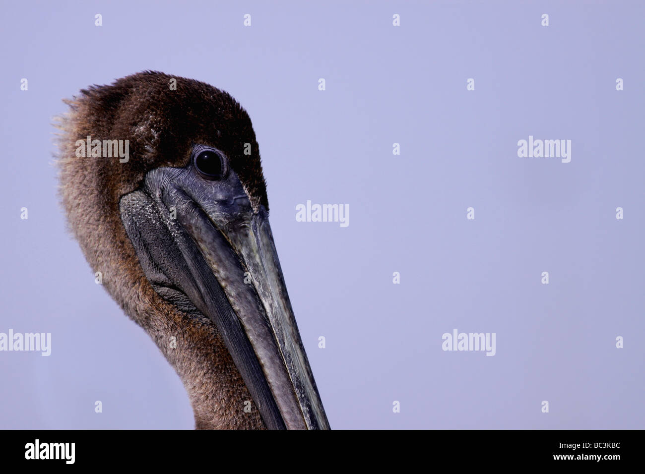 Pelican Portrait. A sharp close up portrait of a brown pelican seabird ...