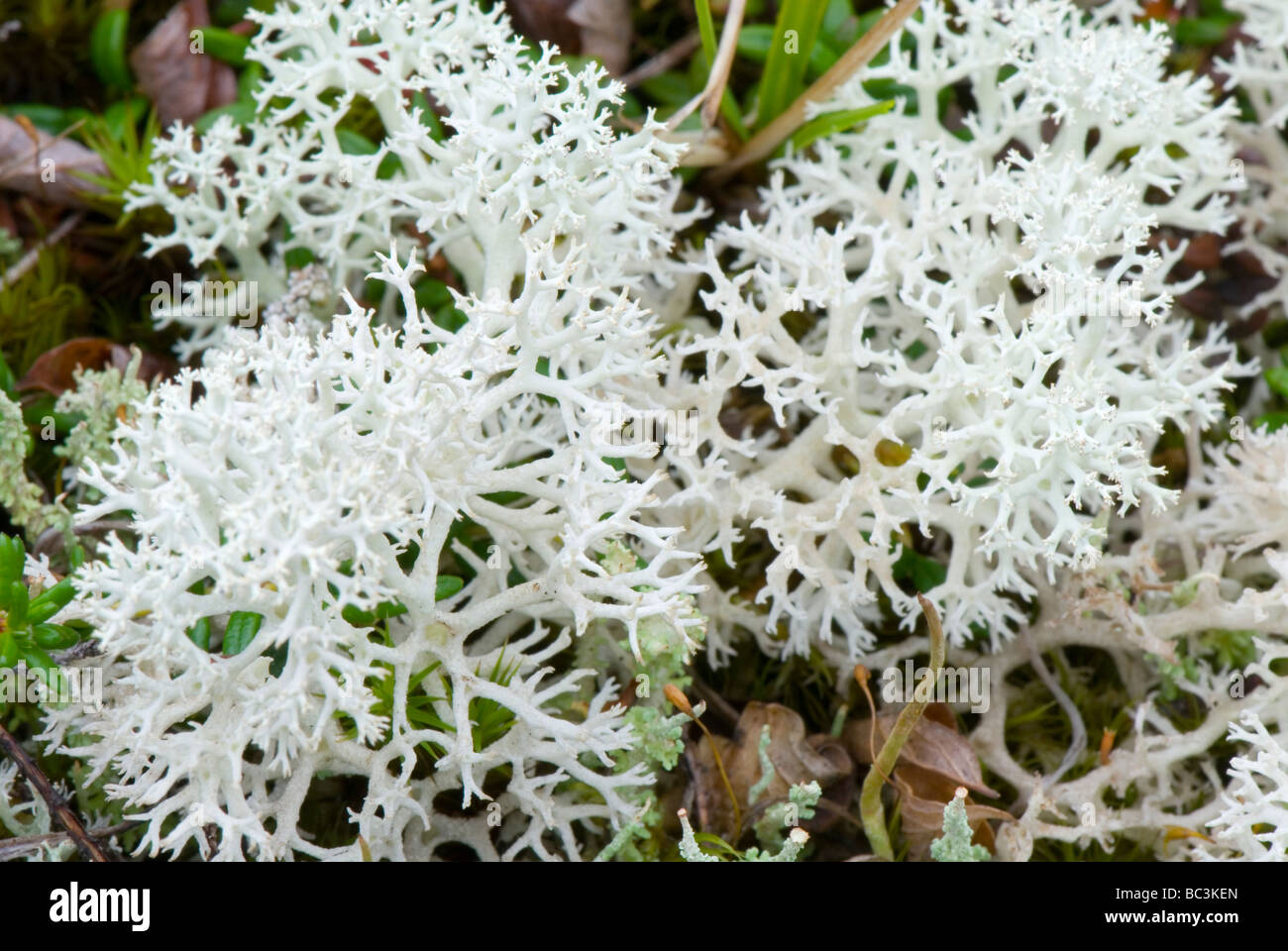 Cladonia rangiferina hi-res stock photography and images - Alamy