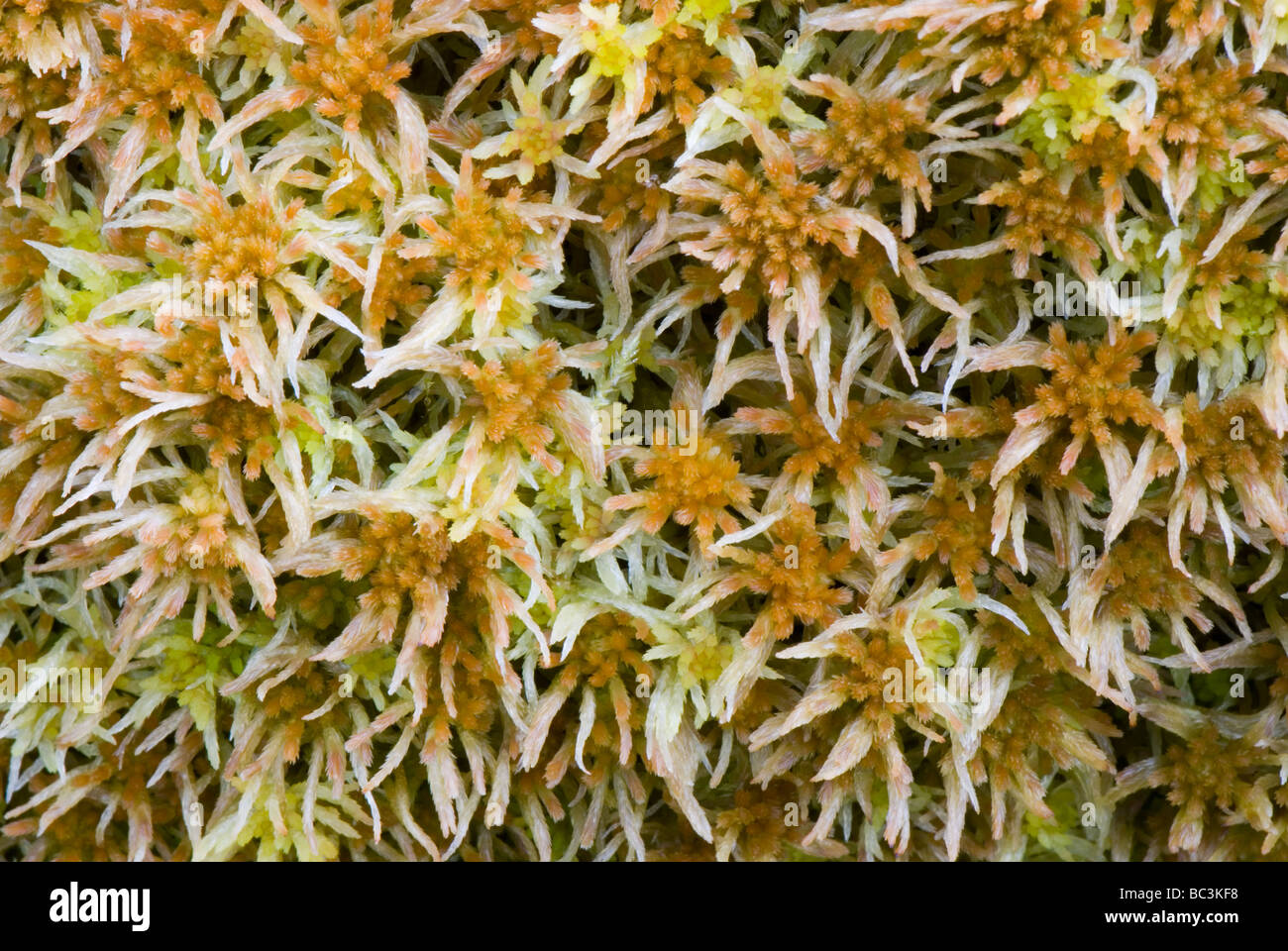 Moss Tundra