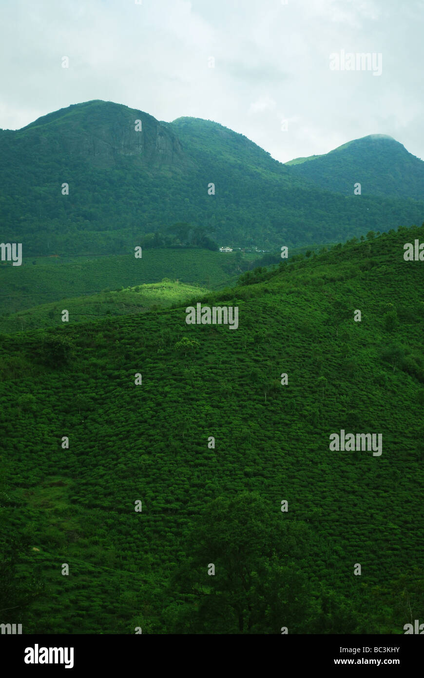 Wagamon hills, Idukki, Kerala, India Stock Photo - Alamy