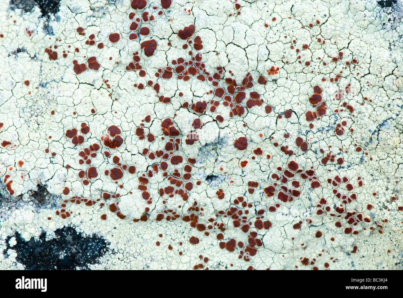 Blood stain Lichen Haematomma Ophioparma ventosum Stock Photo - Alamy