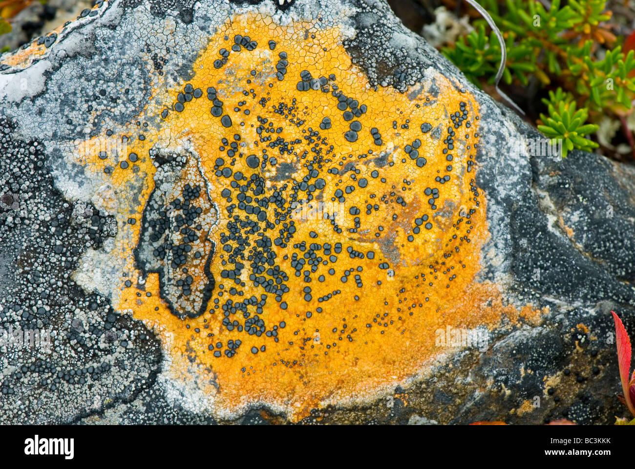 Lichens tundra boreal hi-res stock photography and images - Alamy