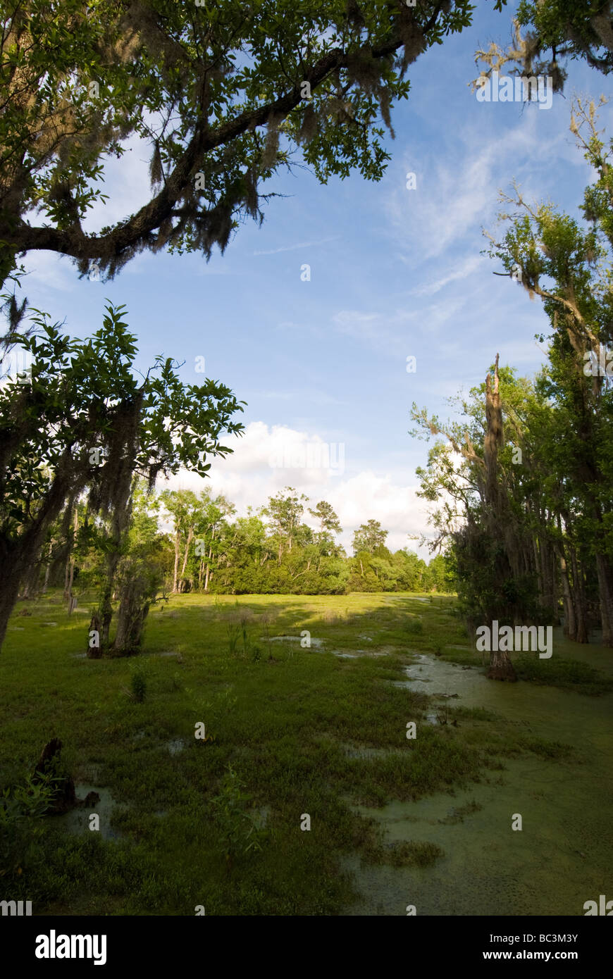 Audubon swamp garden hi-res stock photography and images - Alamy