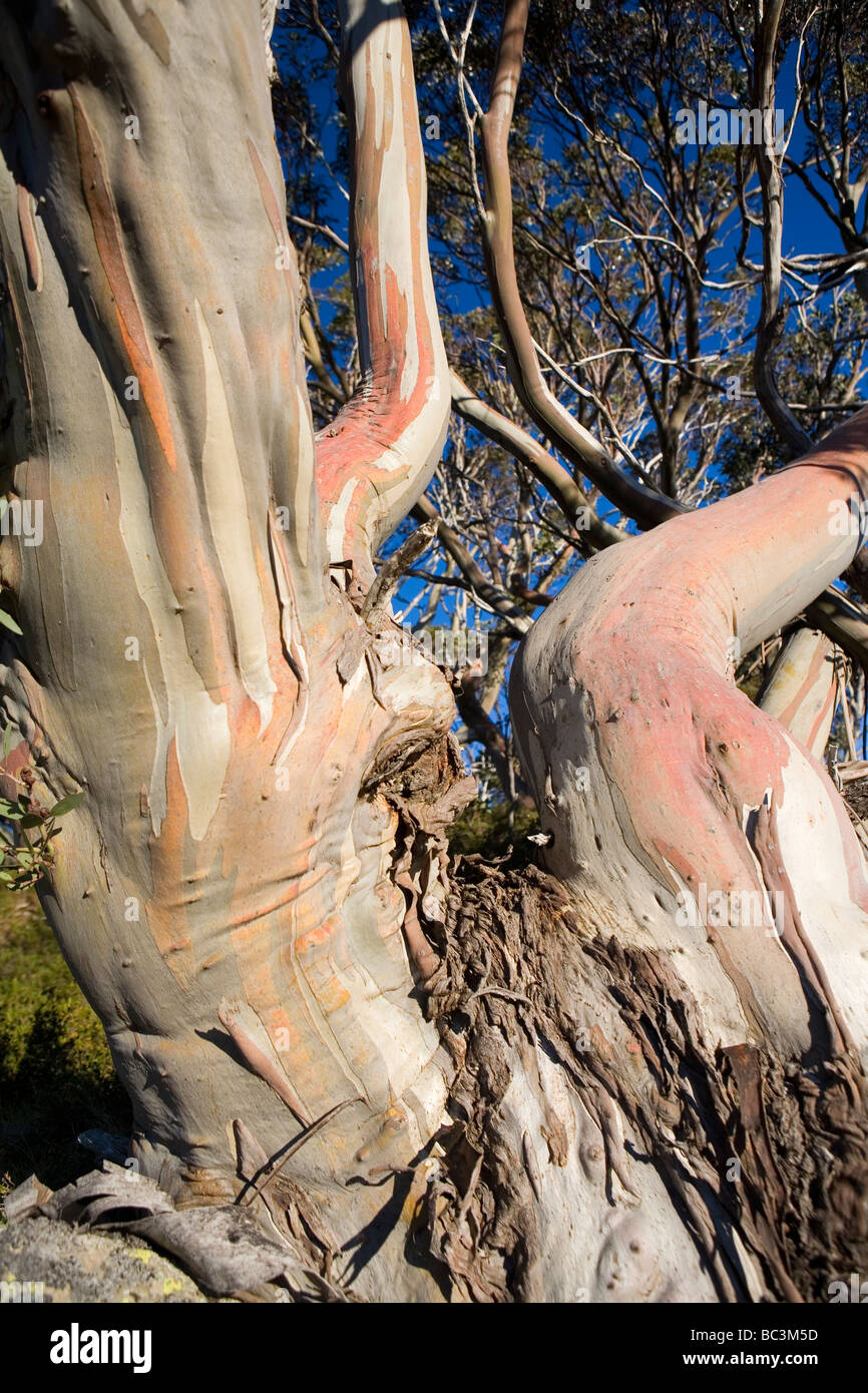 Gum tree eucalyptus colourful bark hi-res stock photography and images ...