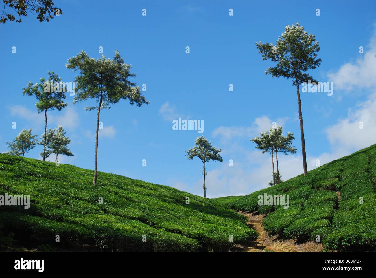 Wagamon hills, Idukki, Kerala, India Stock Photo - Alamy