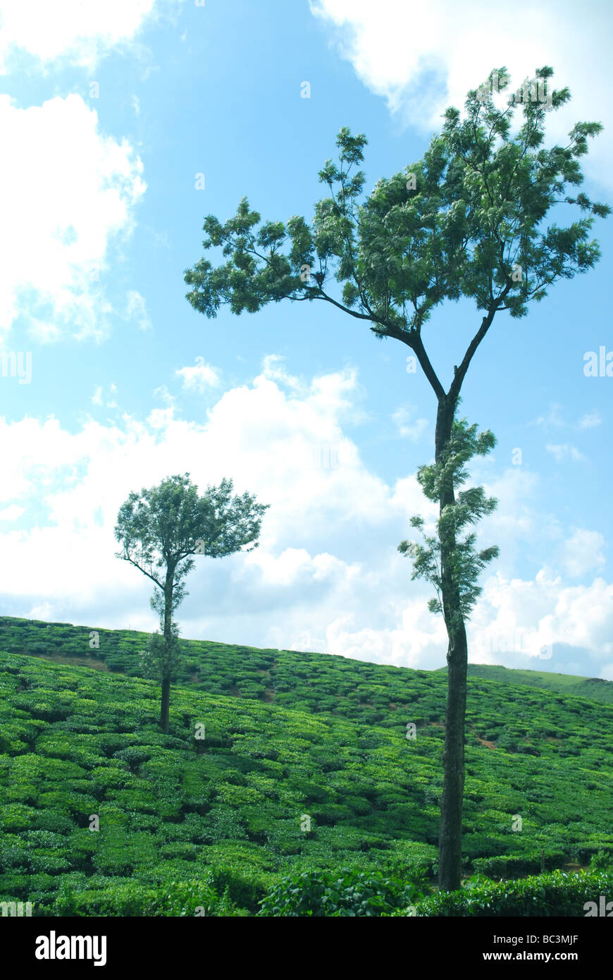 Wagamon hills, Idukki, Kerala, India Stock Photo - Alamy