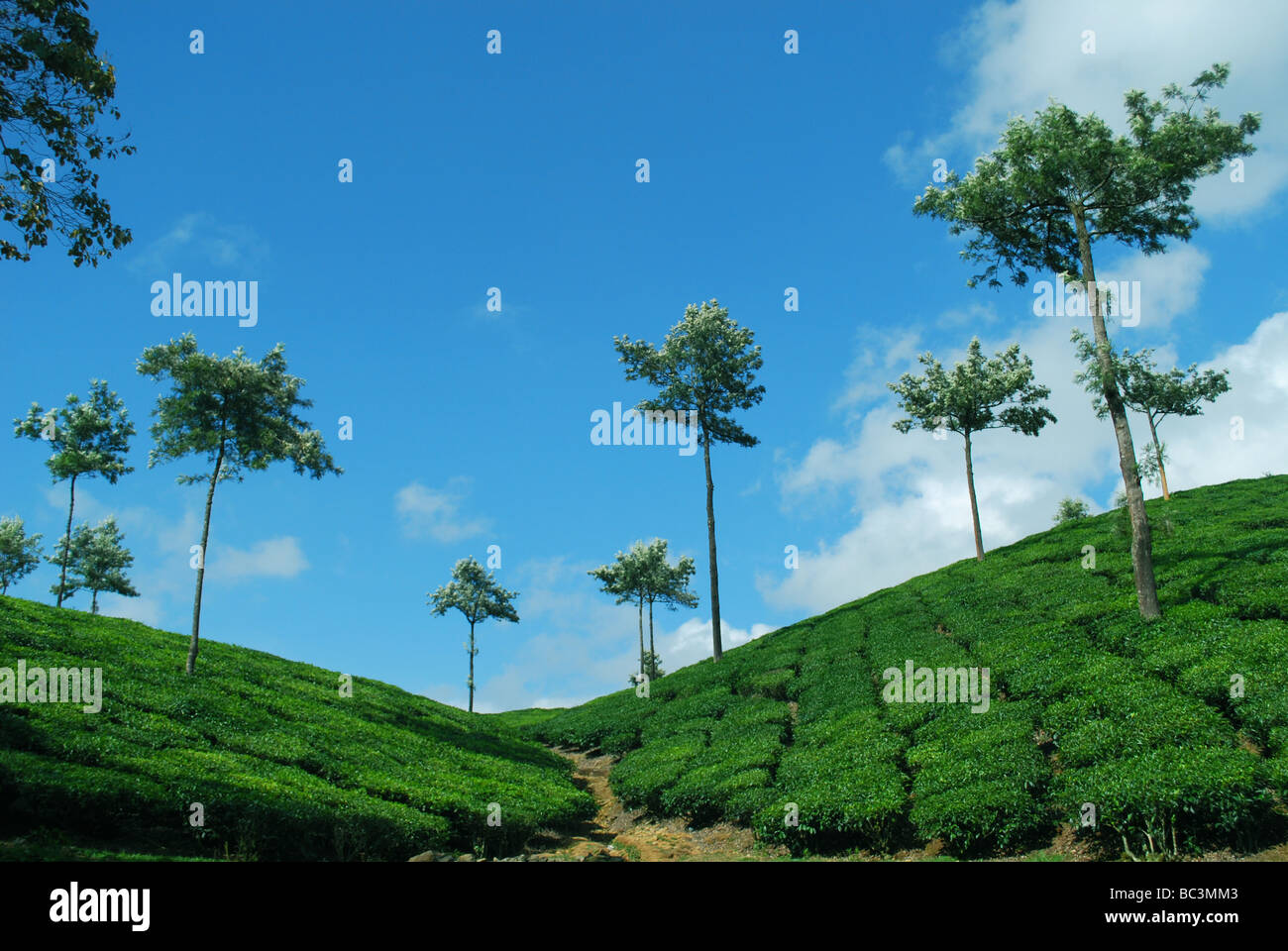 Wagamon hills, Idukki, Kerala, India Stock Photo - Alamy