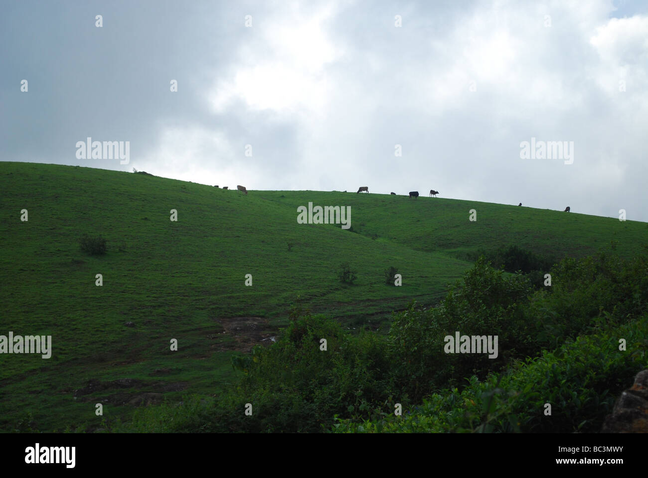 Wagamon hills, Idukki, Kerala, India Stock Photo - Alamy