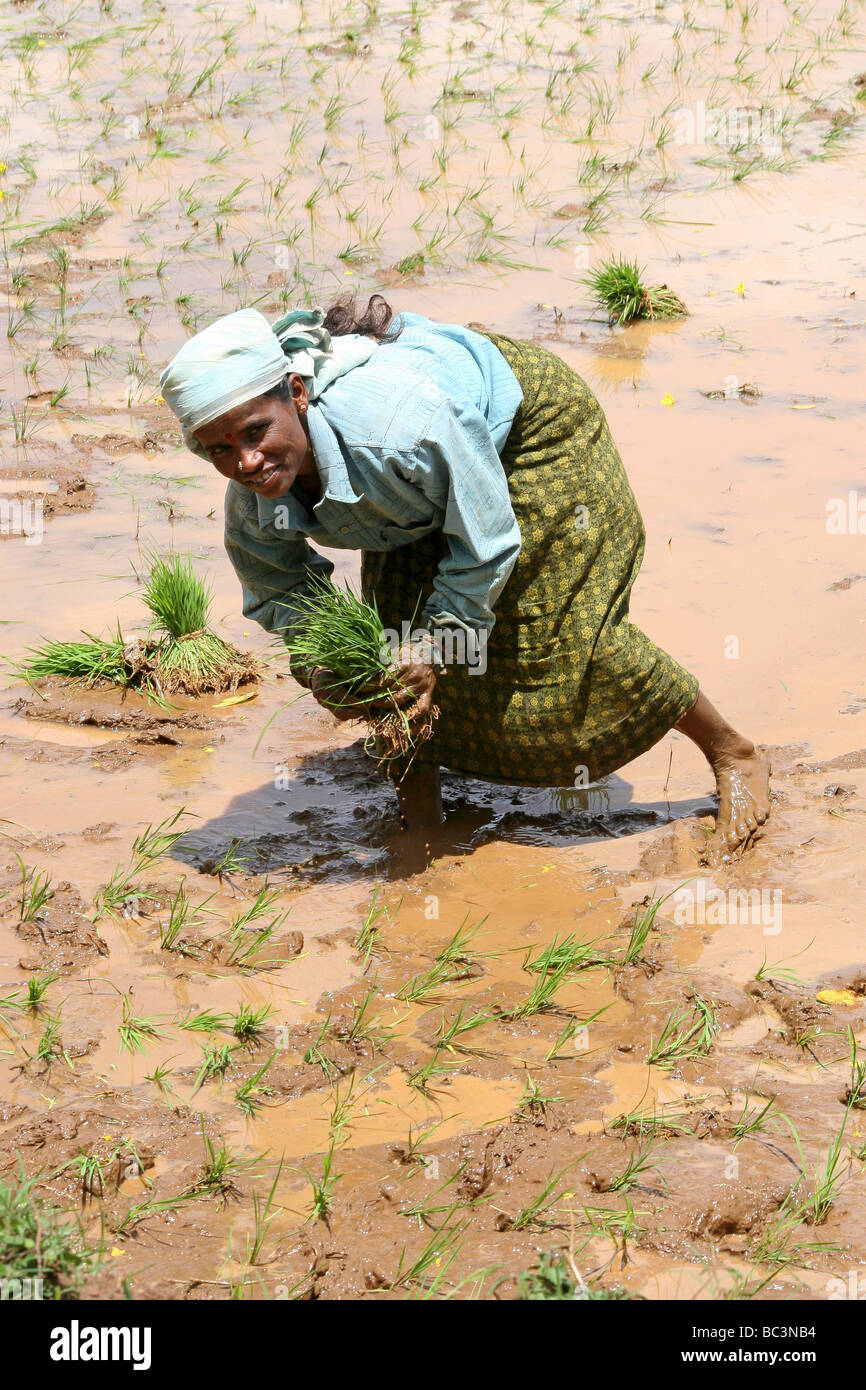 Rice Women Farmers Stock Photos & Rice Women Farmers Stock Images - Alamy