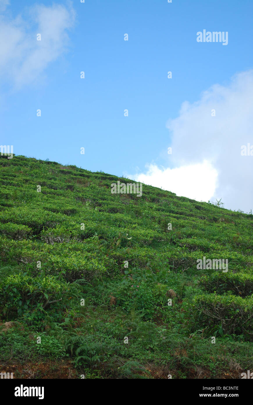 Wagamon hills, Idukki, Kerala, India Stock Photo - Alamy