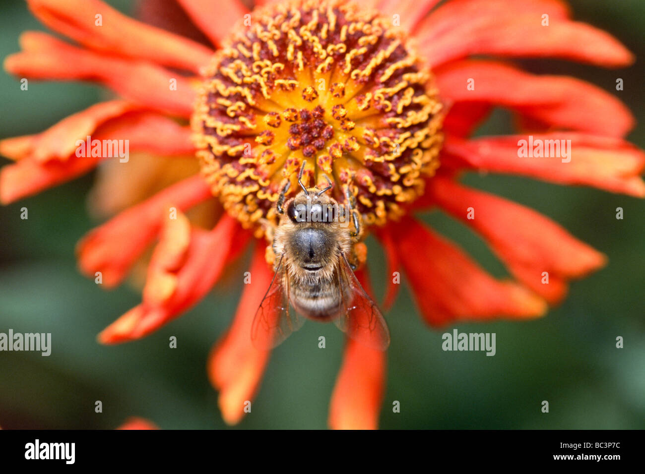 Worker bee hi-res stock photography and images - Alamy