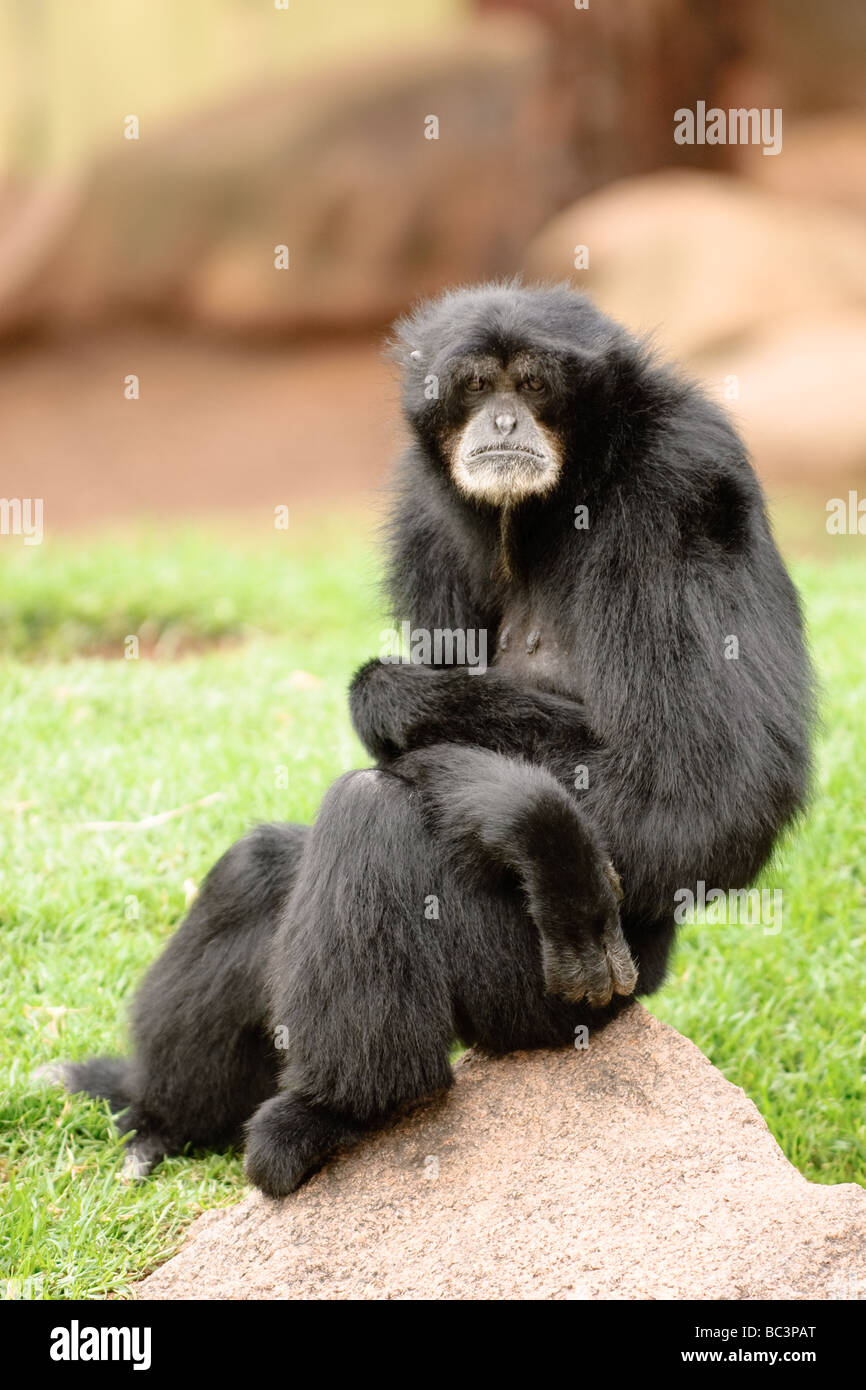 Smiling ape hi-res stock photography and images - Alamy