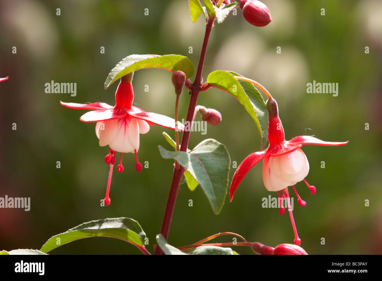 Fusia plant hi-res stock photography and images - Alamy