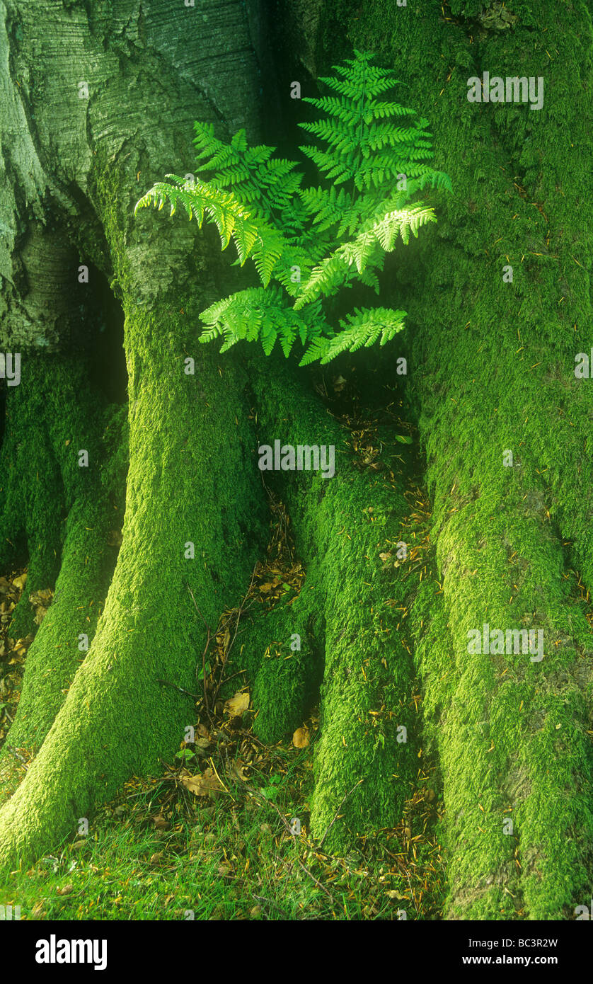 A fern growing in the base of a tree trunk Lake district UK Stock Photo ...