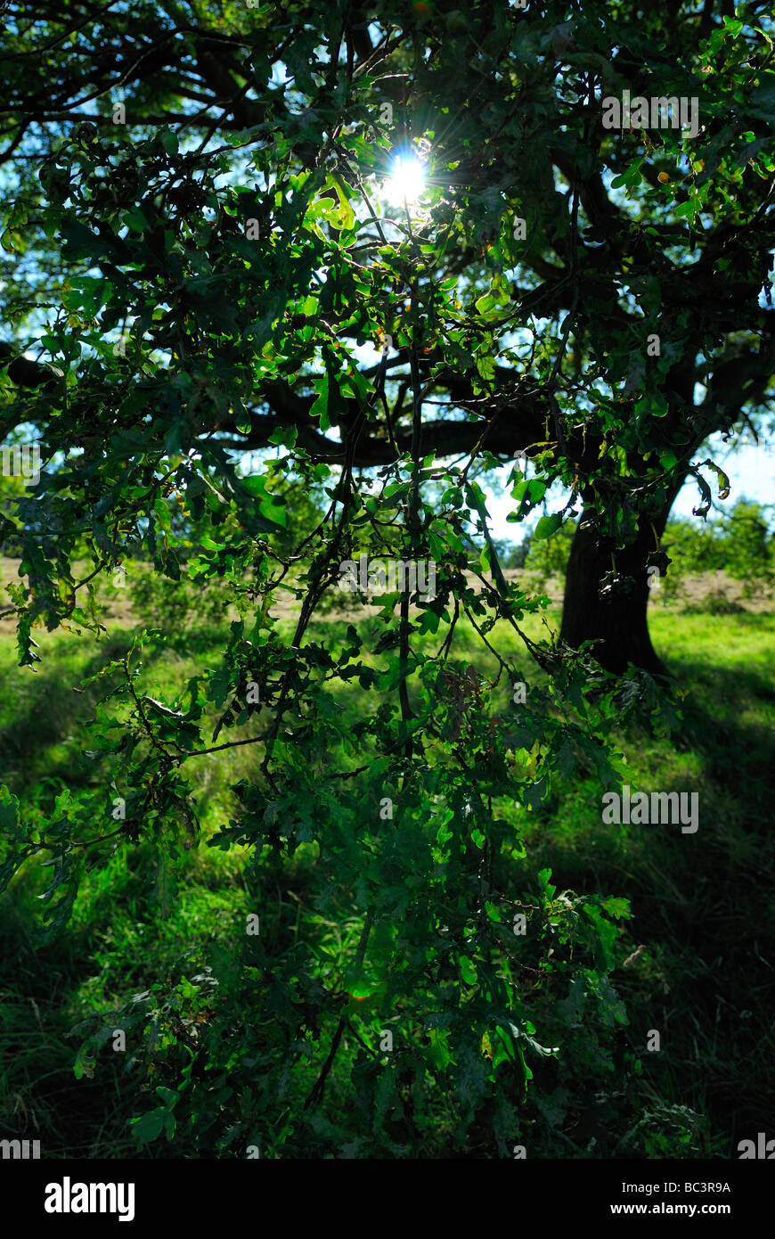 Tree for sun dappled shade hi-res stock photography and images - Alamy