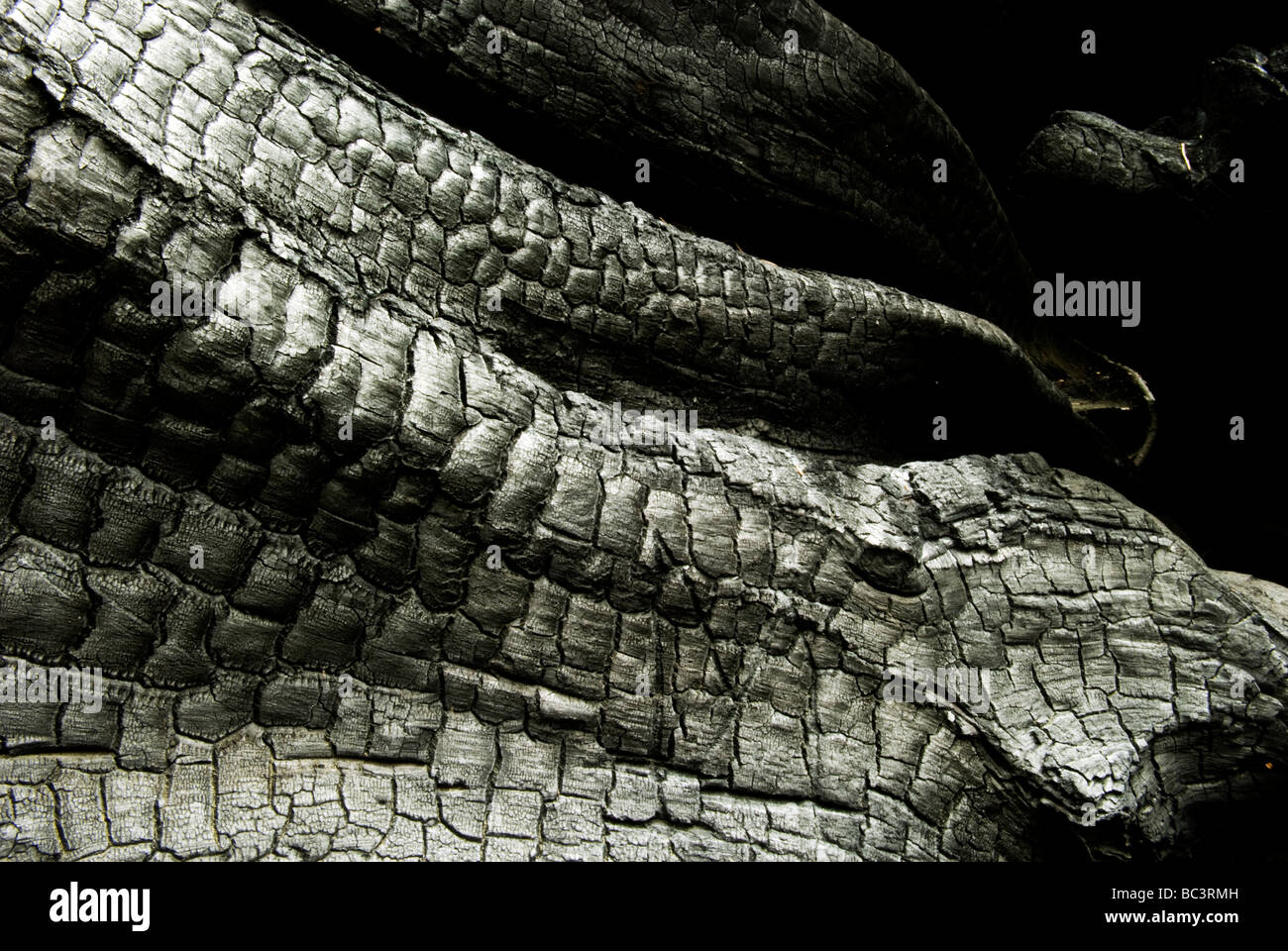 Burnt trees sequoia national park hi-res stock photography and images ...