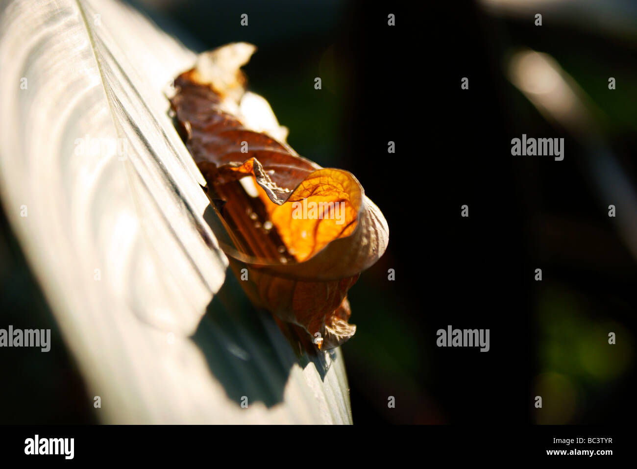 Exotic dead leaf curls. Looks like a creature on another leaf. In ...