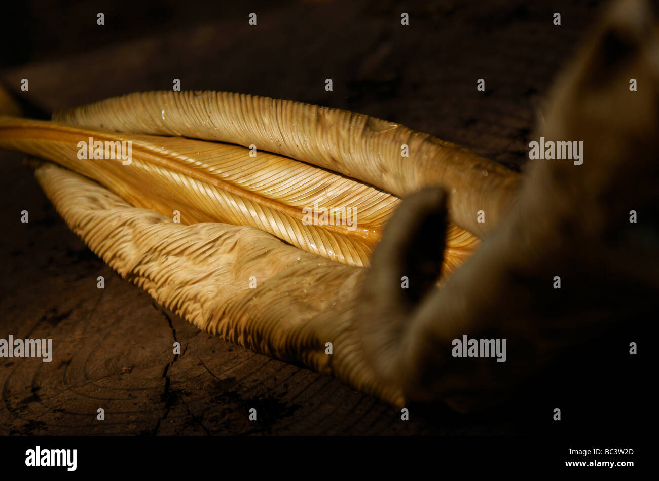 Exotic dead leaf curls Stock Photo - Alamy