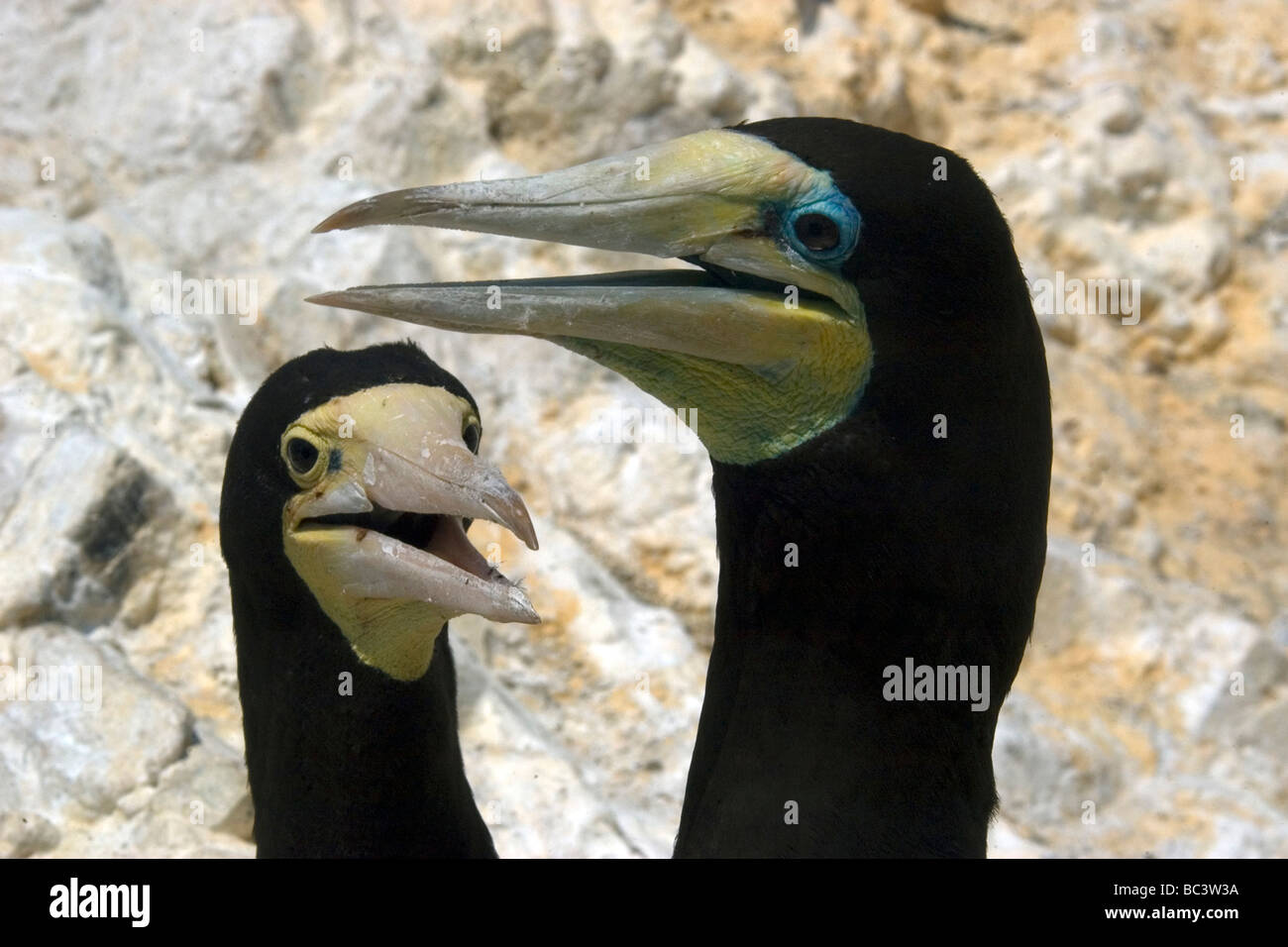 A pair of Brown Boobies, Sula leucogaster - with their beaks open in a ...