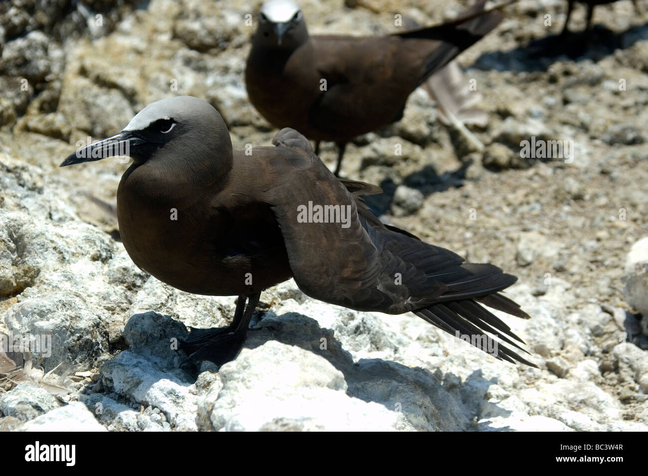 Brown Noddy, Anous stolidus - drying wing Stock Photo - Alamy