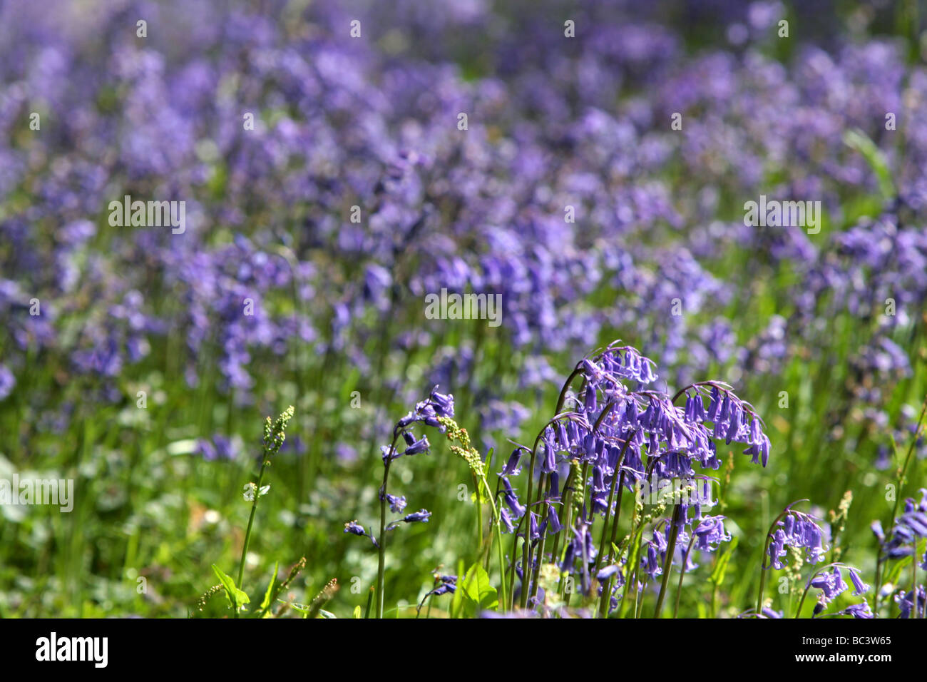 Blue bells hi-res stock photography and images - Alamy