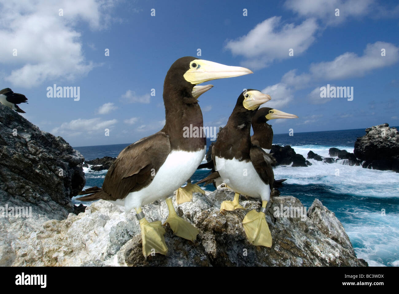 Brown Boobies, Sula leucogaster Stock Photo - Alamy
