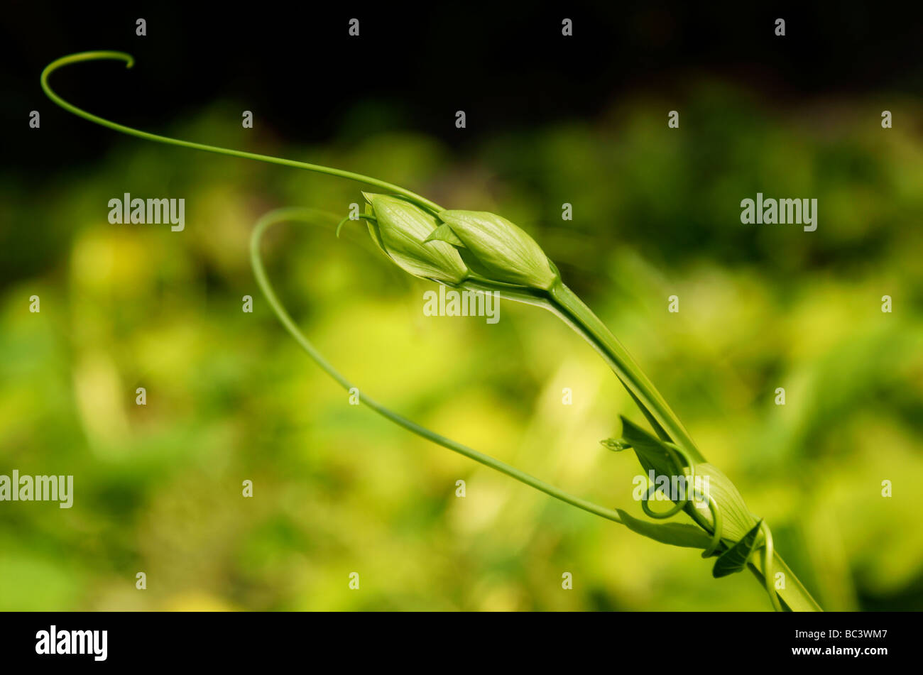 Twisting stem hi-res stock photography and images - Alamy