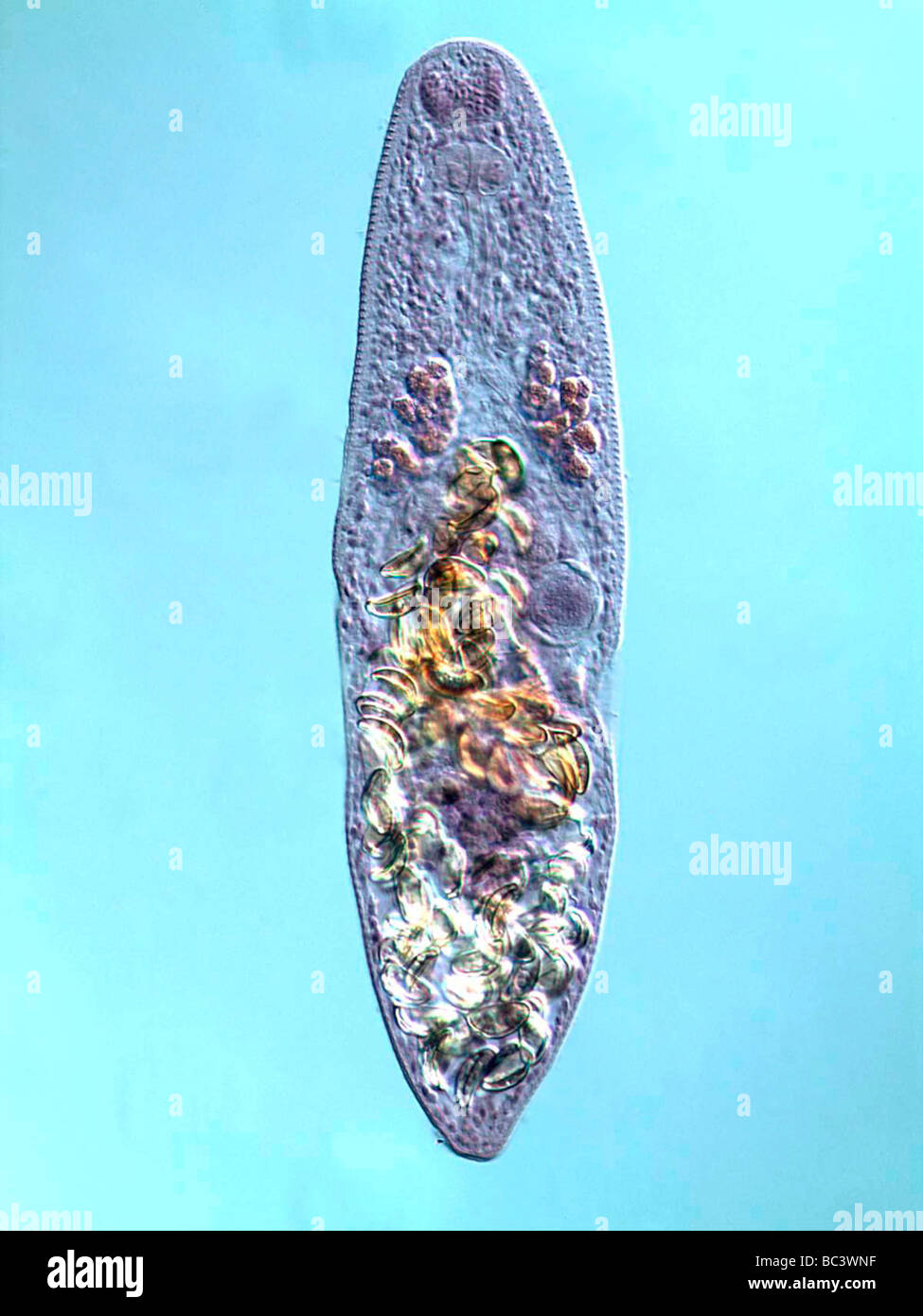 Flatworm Parasite, Provitellus turrum Stock Photo - Alamy