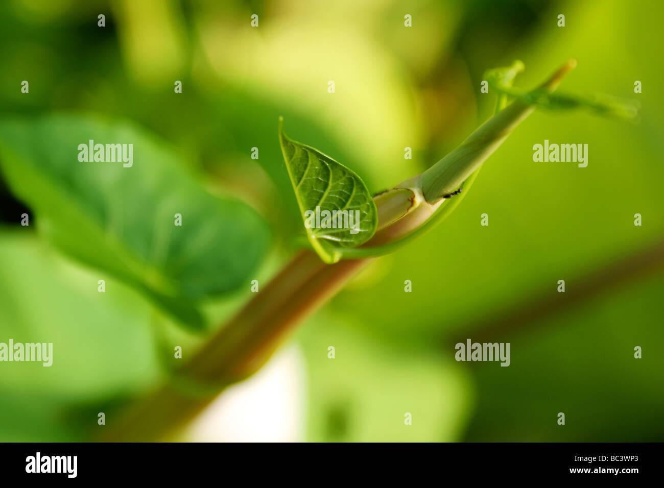 Twisting stem hi-res stock photography and images - Alamy