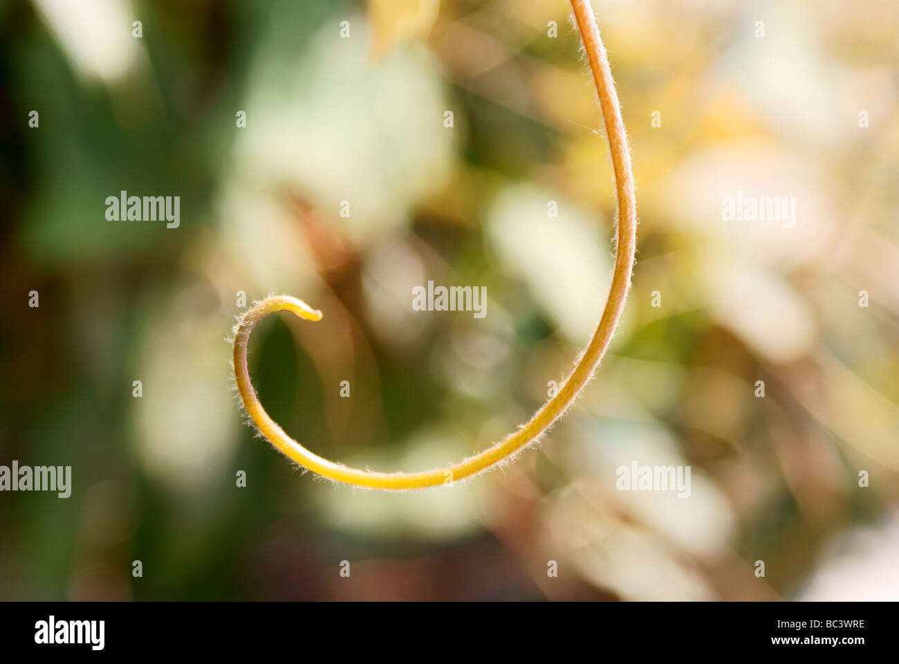 Plant tip curling into a mouse-tail form. Natural light close-up Stock ...