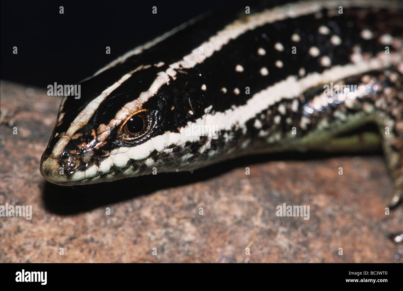 Borneo Tree Skink, Apterygodon vittatum. Also known as Striped Tree ...