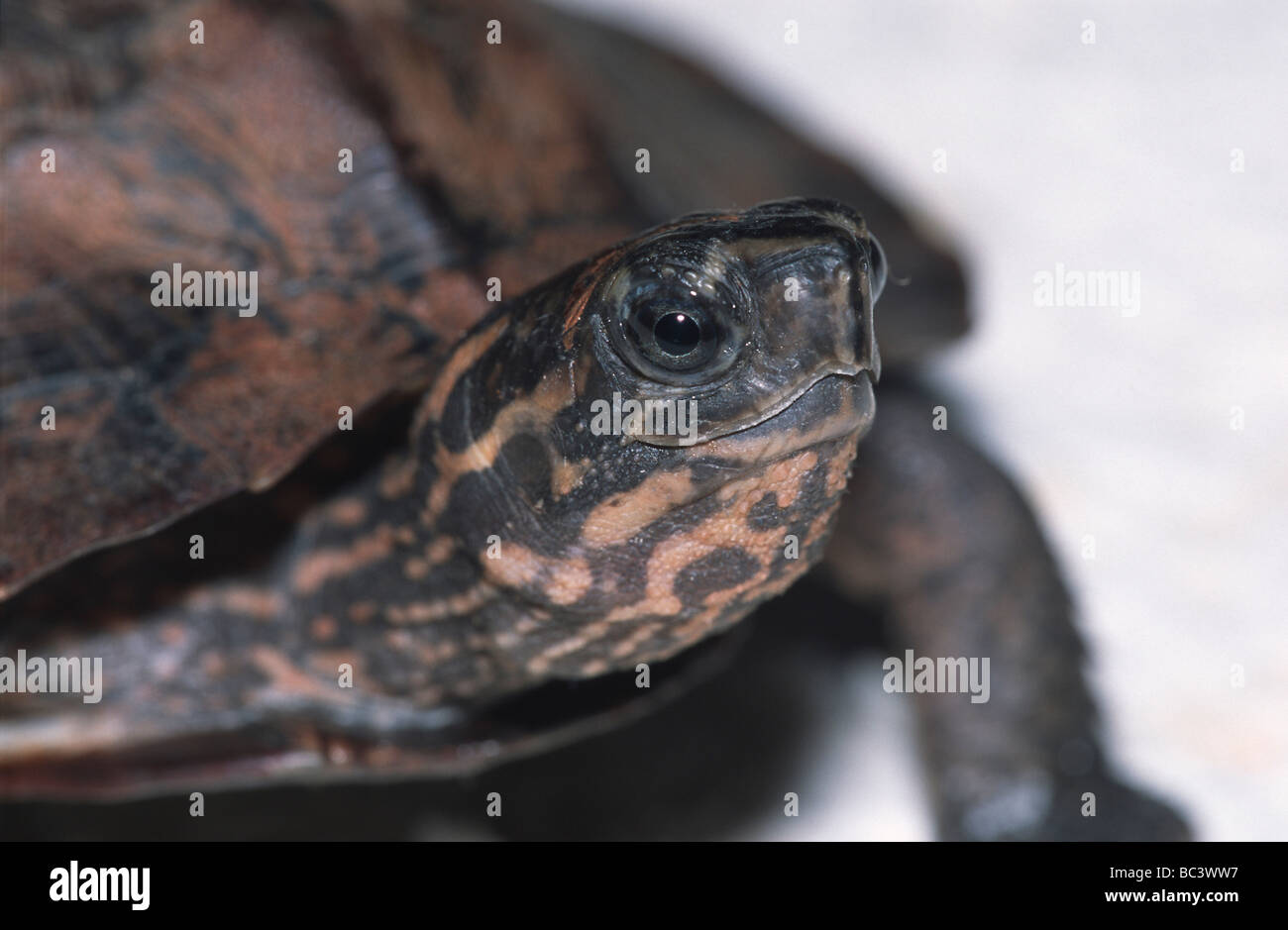 Cyclemys dentata asian leaf turtle hi-res stock photography and images ...