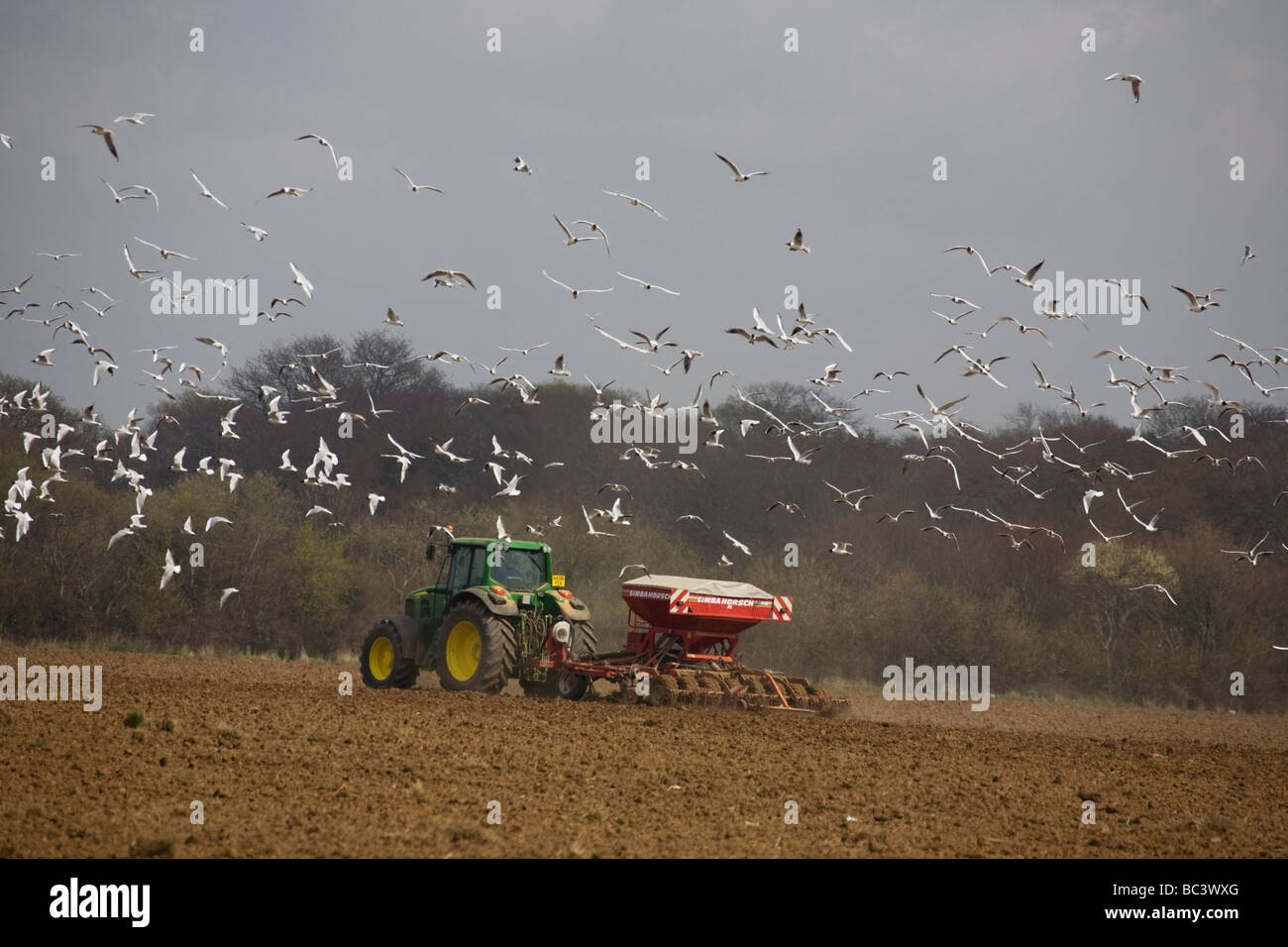 Tractor scattering seeds with seaguls flying around Stock Photo - Alamy