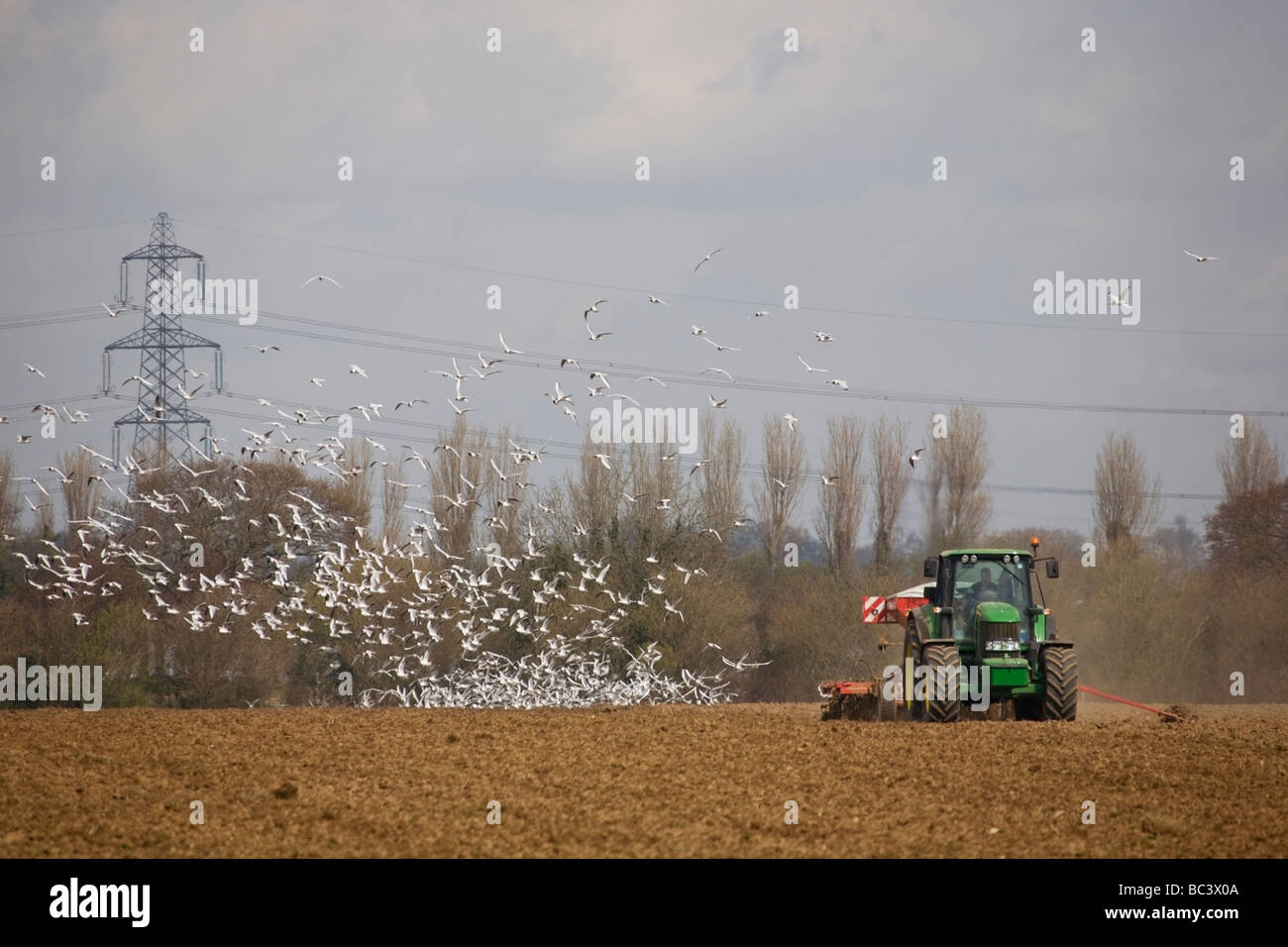 Tractor scattering seeds with seaguls flying around Stock Photo - Alamy