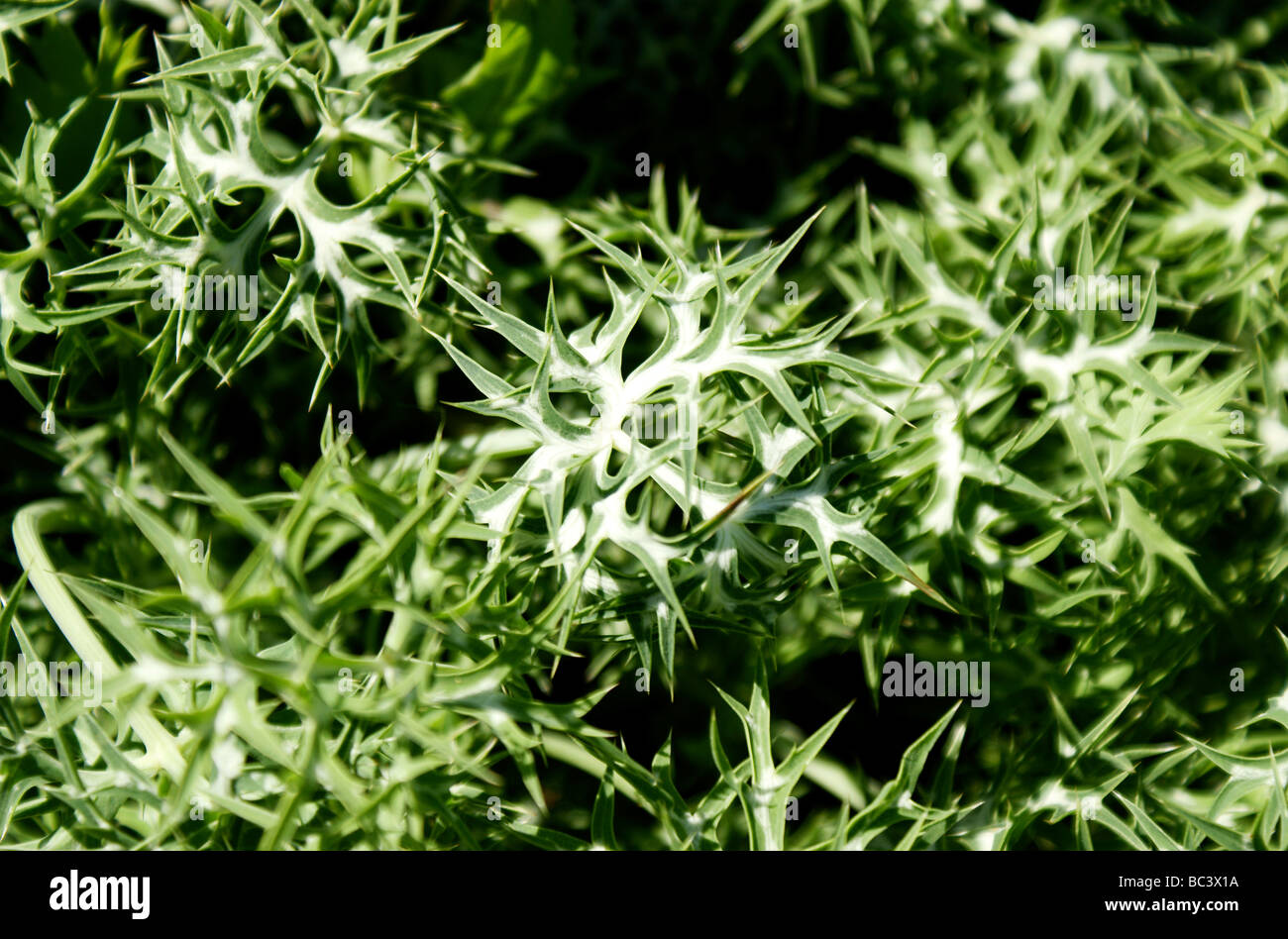 In the tropical bio dome at the eden project hi-res stock photography ...