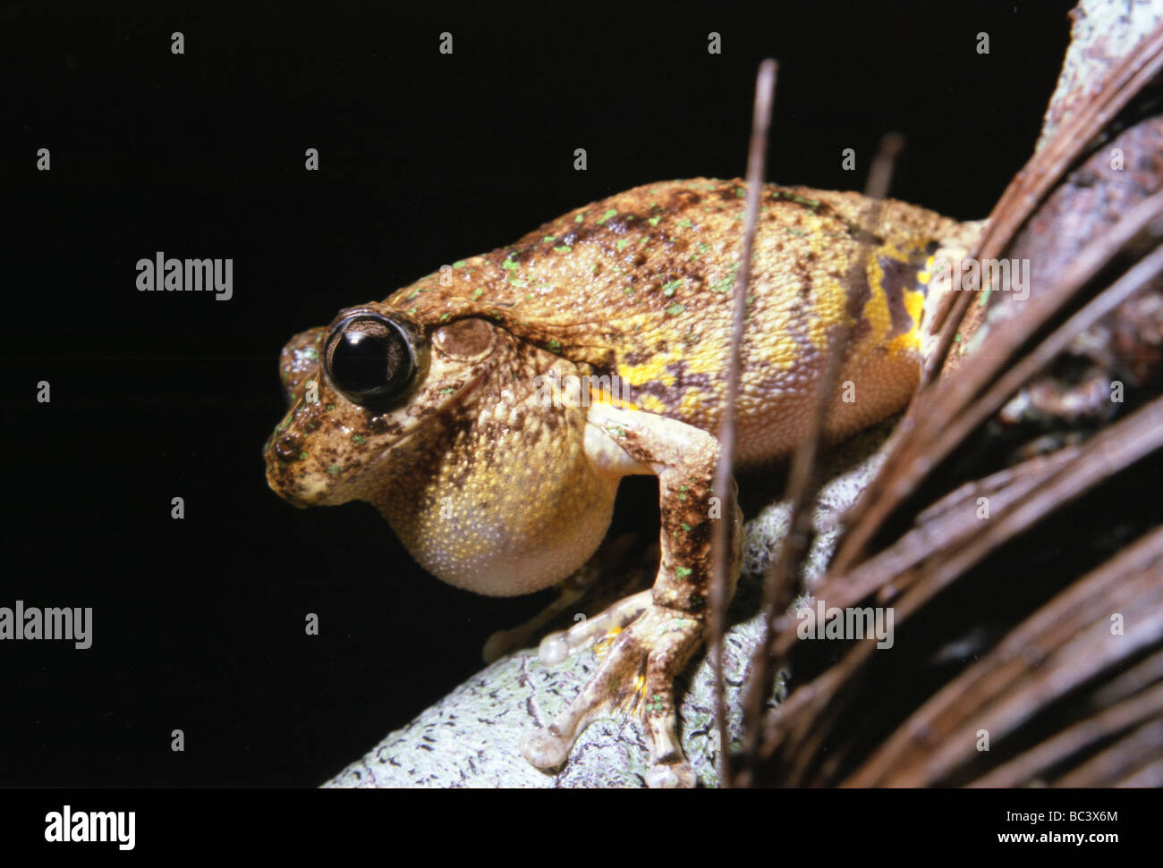 Emerald-spotted Tree Frog, Litoria peroni Stock Photo - Alamy