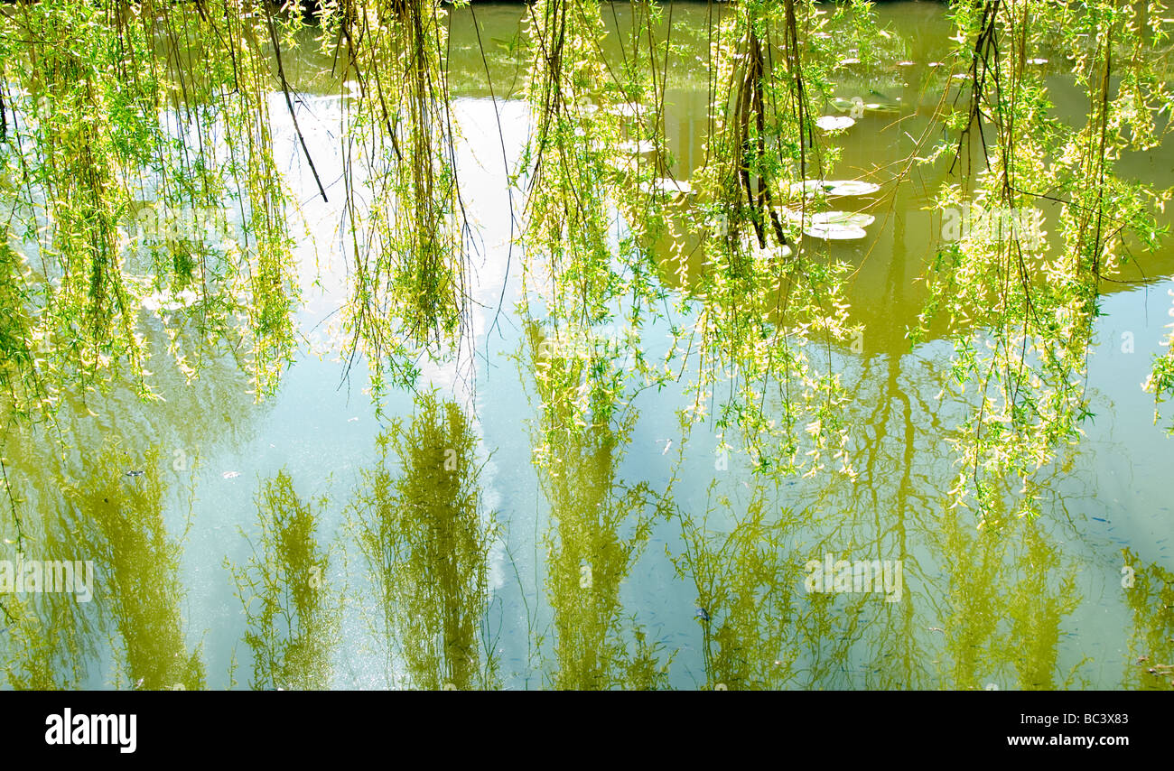 Weeping willow hi-res stock photography and images - Alamy