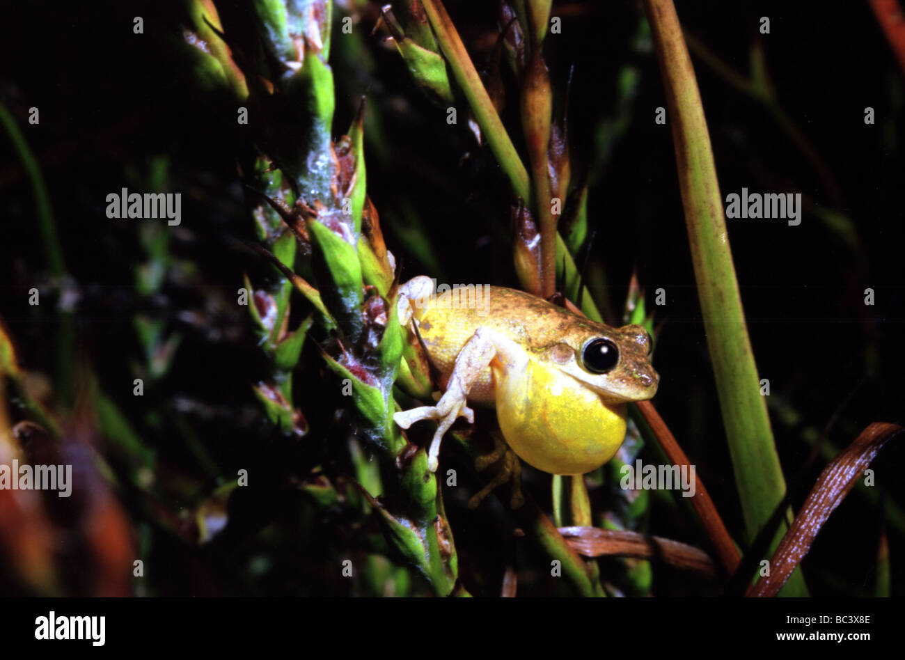 Tyler's Tree Frog, Litoria tyleri Stock Photo - Alamy