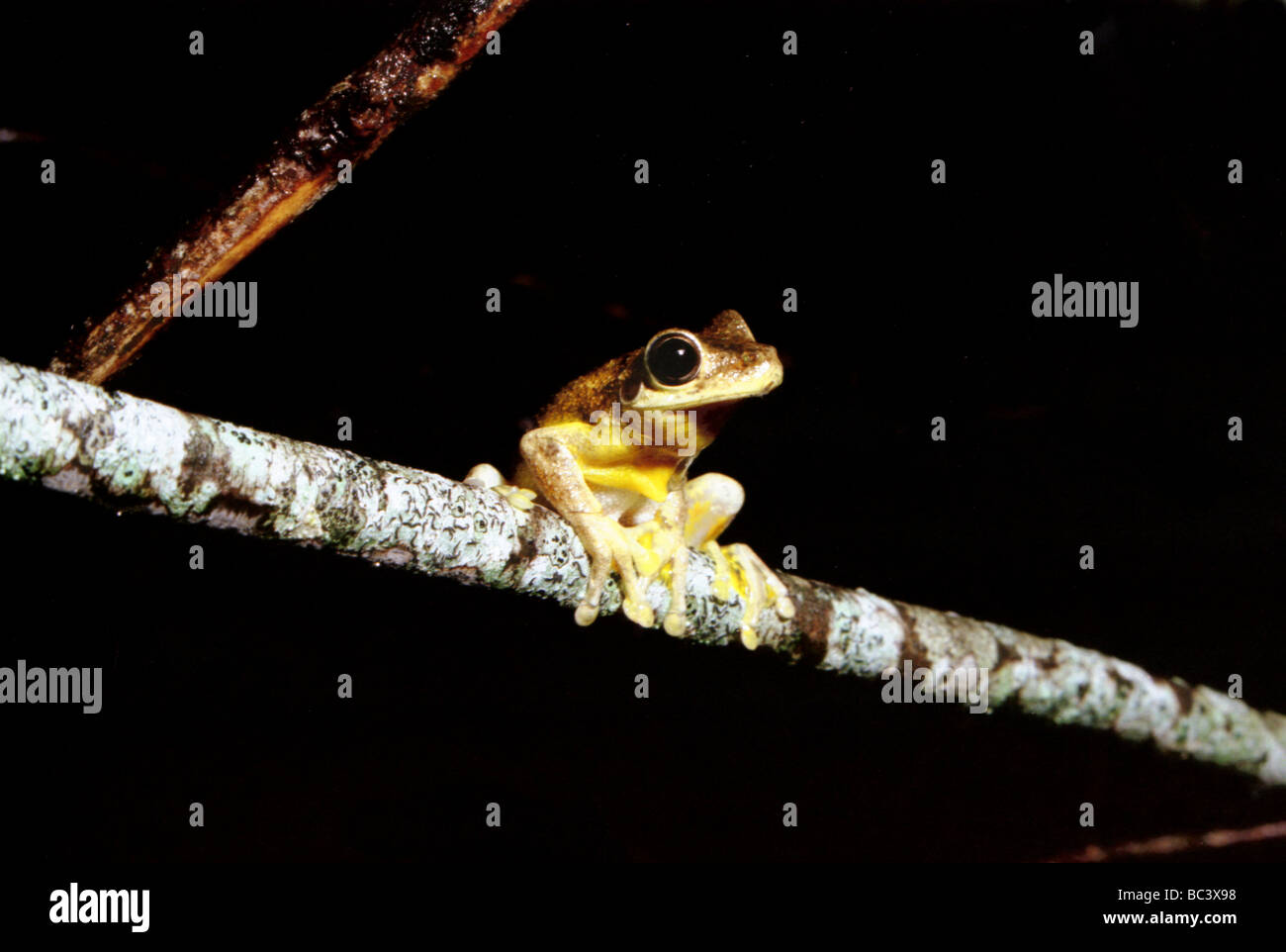 Tyler's Tree Frog, Litoria tyleri Stock Photo - Alamy