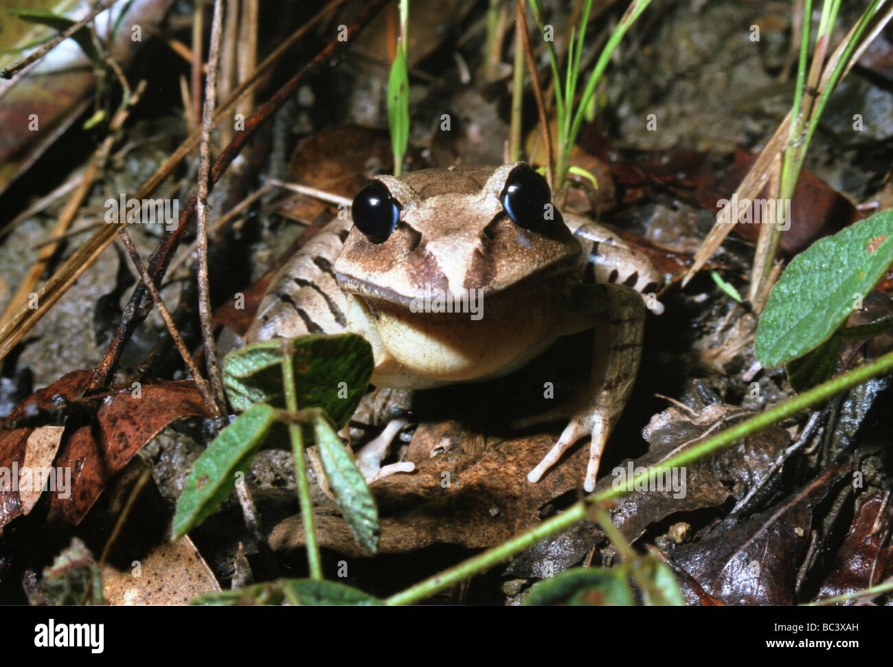 Great Barred Frog, Mixophyes fasciolatus Stock Photo - Alamy