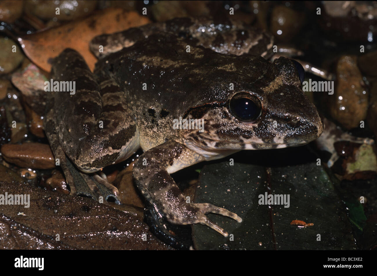 Giant River Frog, Rana leporina Stock Photo - Alamy