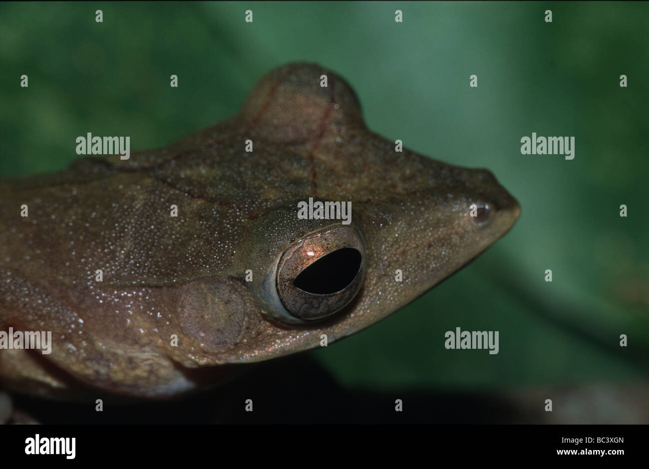 Southeast asian tree frogs hi-res stock photography and images - Alamy
