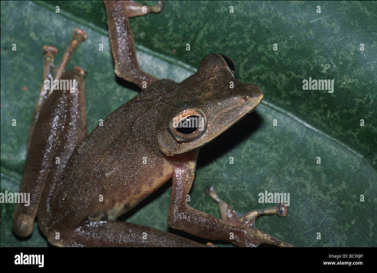 Collett's Tree Frog, Polypedates colletti Stock Photo - Alamy