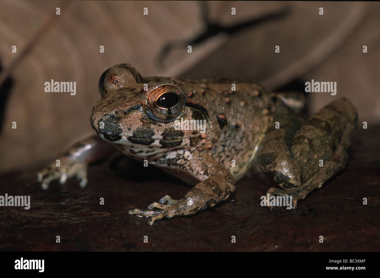 Giant River Frog, Rana leporina Stock Photo - Alamy